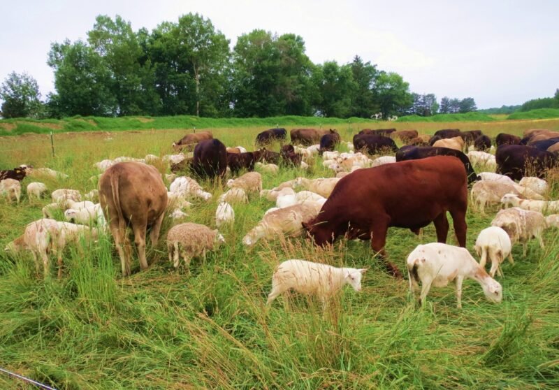 Brucellosis in animals: Symptoms and Prevention - Smart Farmer Africa
