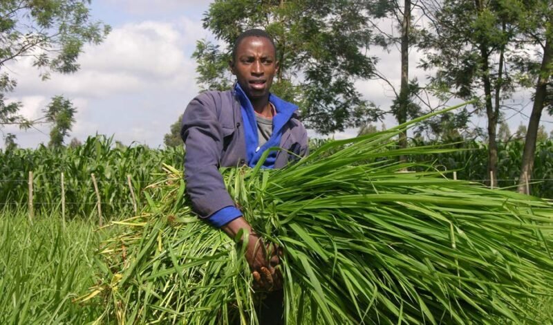Brachiaria grass, a 'wonder grass' for livestock - Smart Farmer Africa