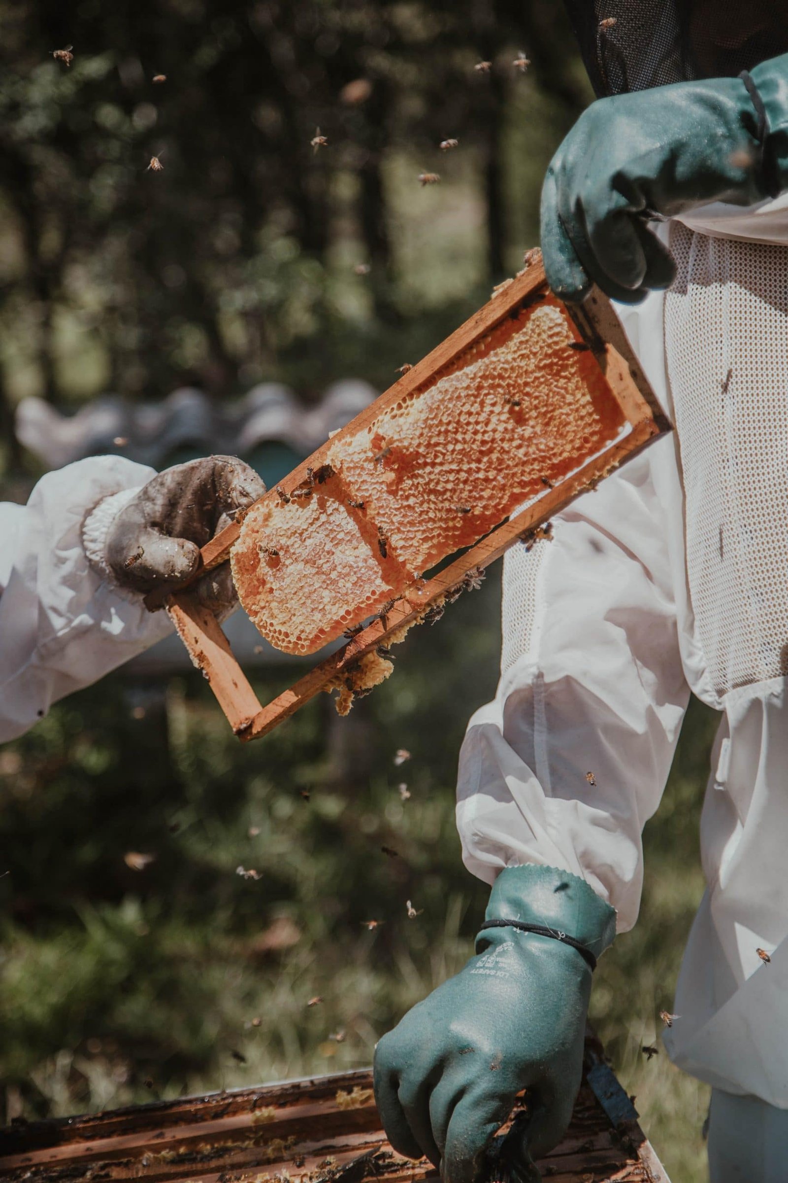 Beekeeping as the new profitable trade in Kenya - Smart Farmer Africa