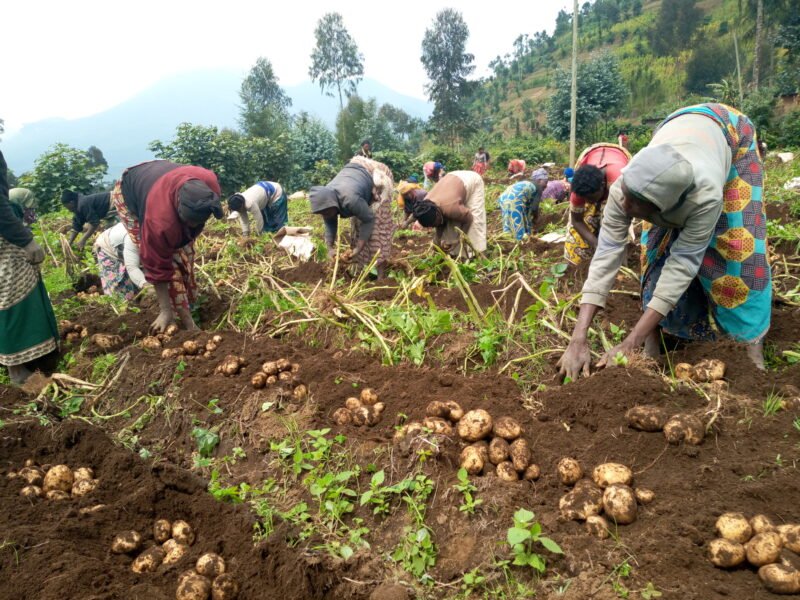 Safaricom, International NGO launch AI chatbot to support smallholder ...
