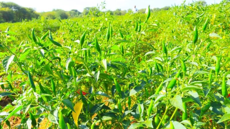 Makueni County aims to promote chilli farming among local growers to ...